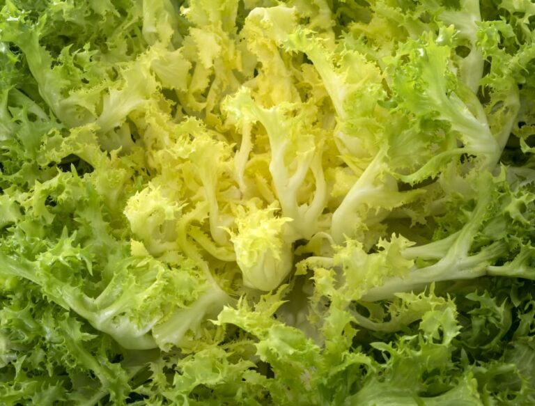 Ensalada de Escarola: 3 ideas originales - Paulina Cocina